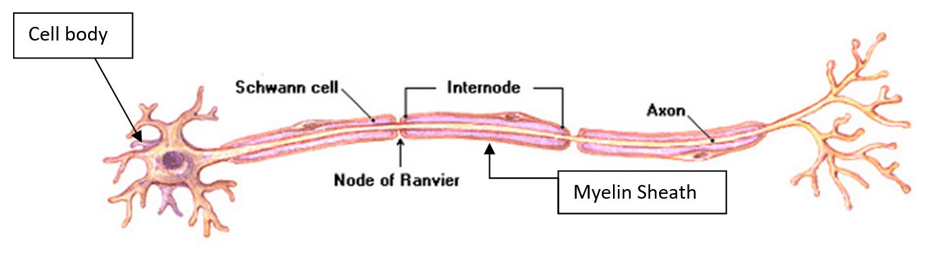 Internode Neuron Myelin Sheath | Psychology Wiki | Fandom